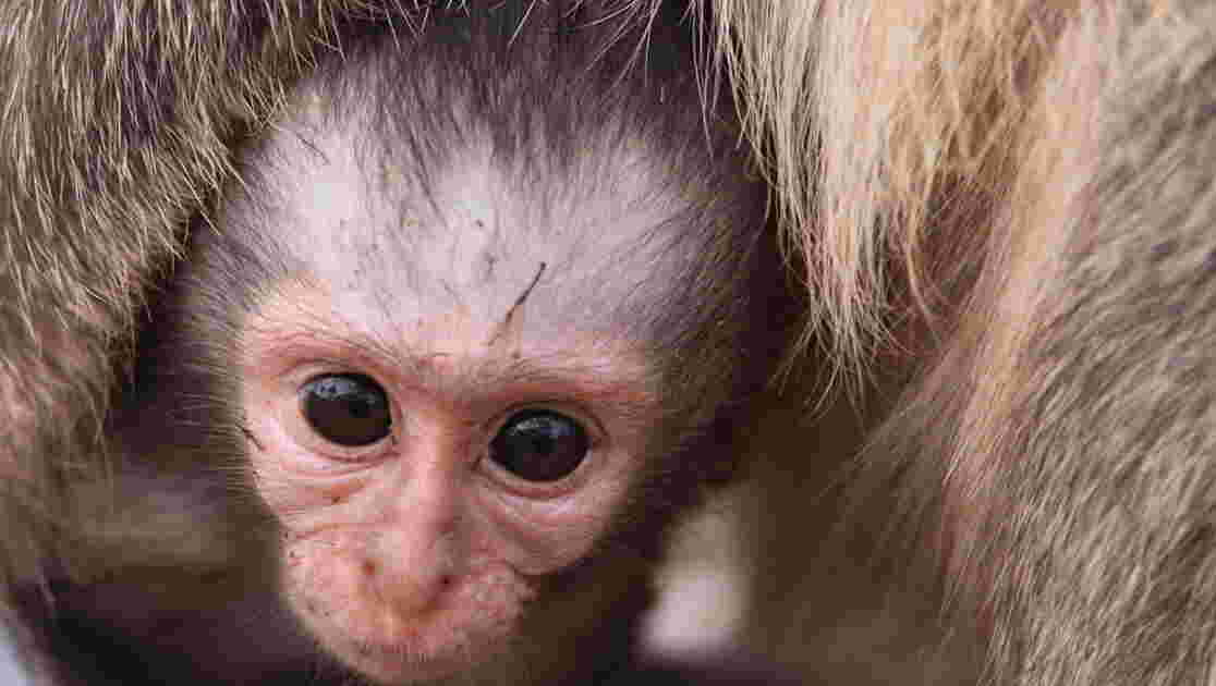 Babouin femelle et son petit, Kenya, - Geo.fr