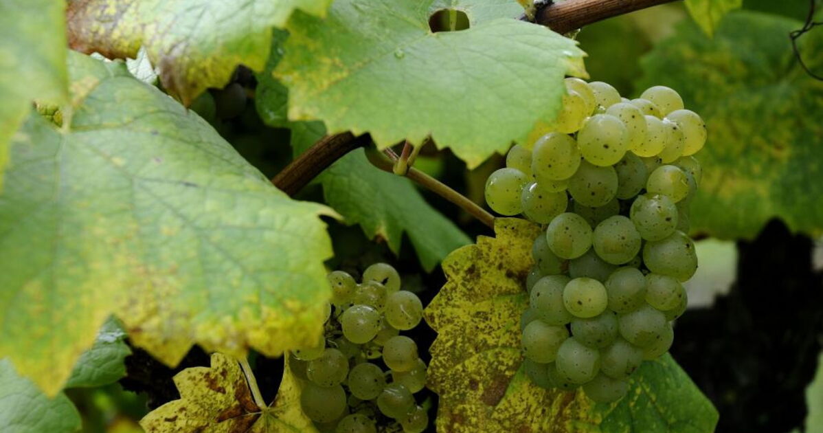 Grappe de raisin, Commencées avec une dizaine de jours... - Geo.fr