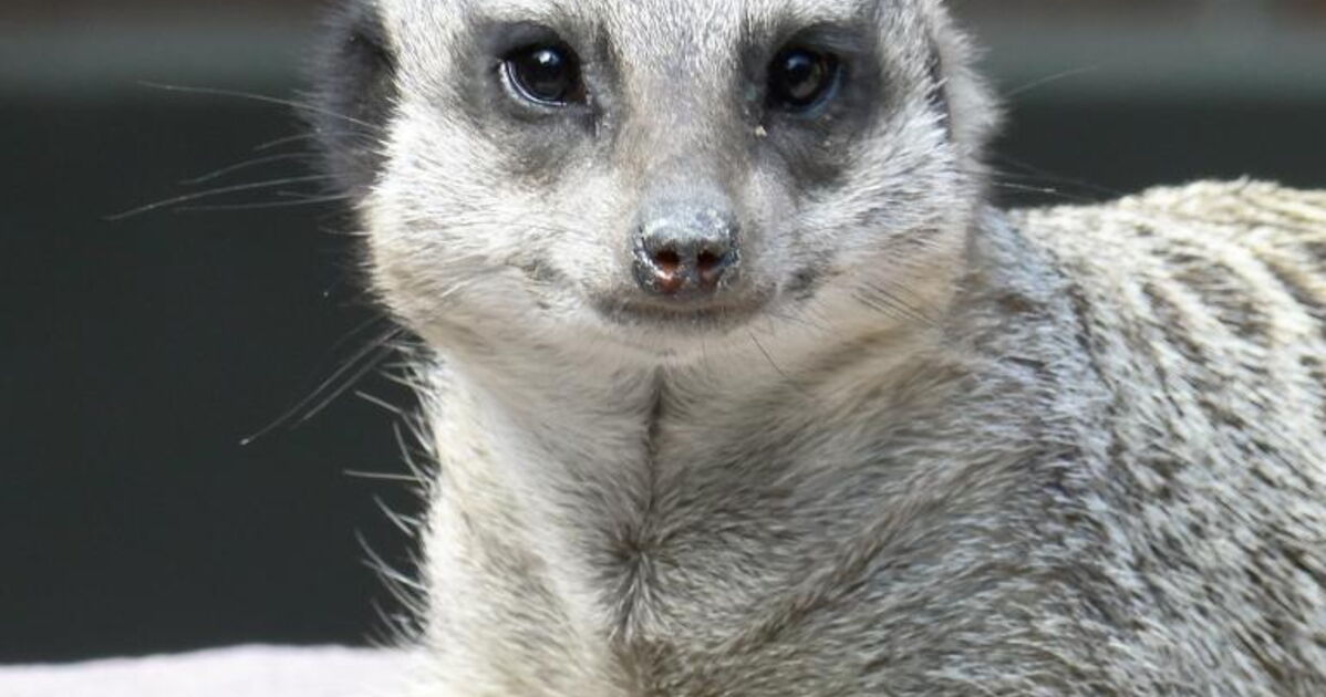 Portrait de suricate - de face , - Geo.fr