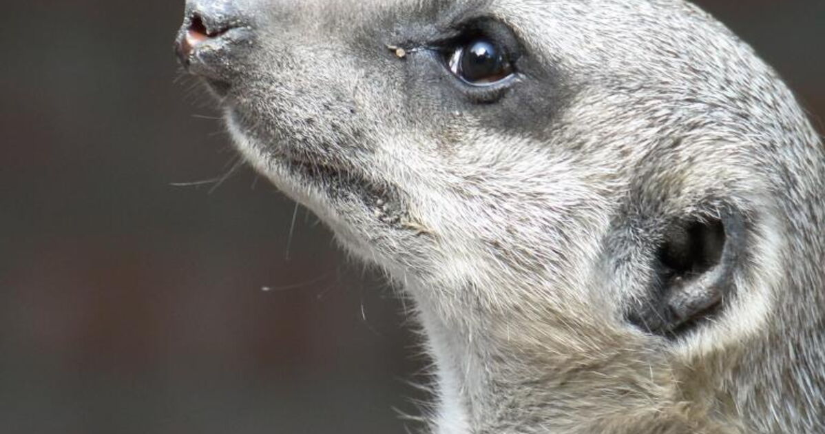 Portrait de suricate - profil, - Geo.fr