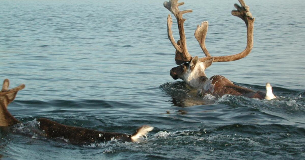 Caribou_Nunavik_Quebec_09.jpg, - Geo.fr