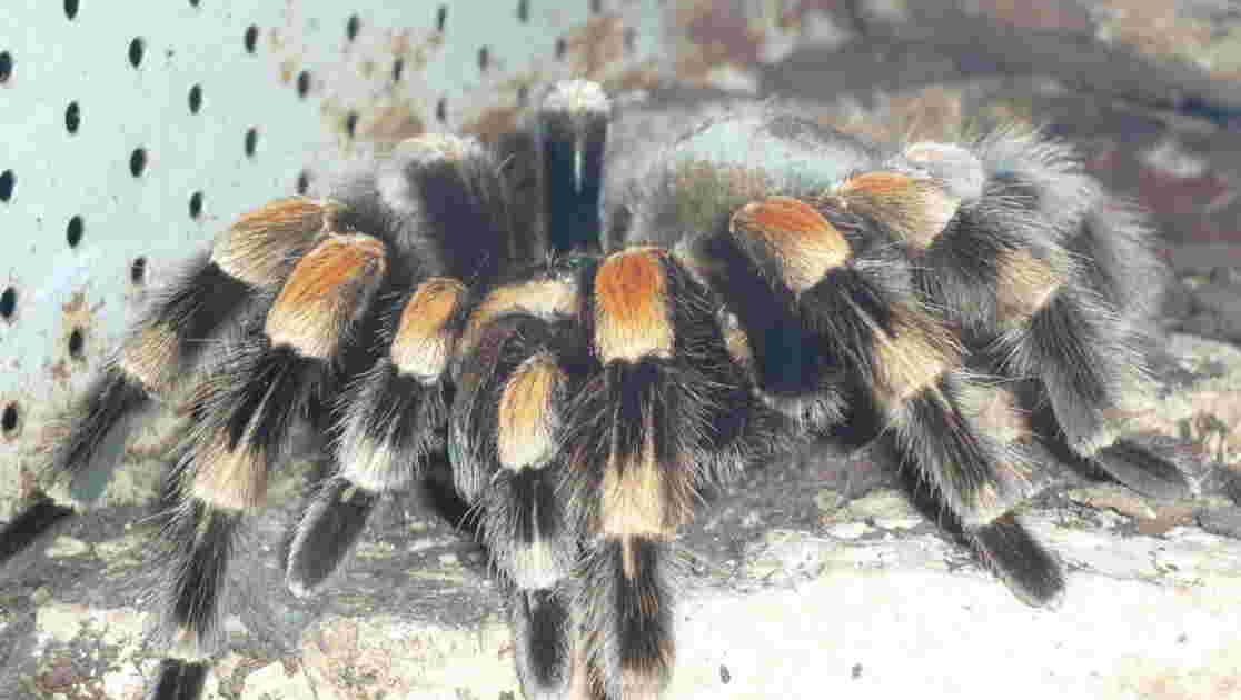 Telle une Mygale ... Lol, - Geo.fr