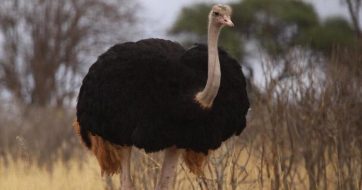 Autruche male, le plumage noir du male lui permet de... - Geo.fr