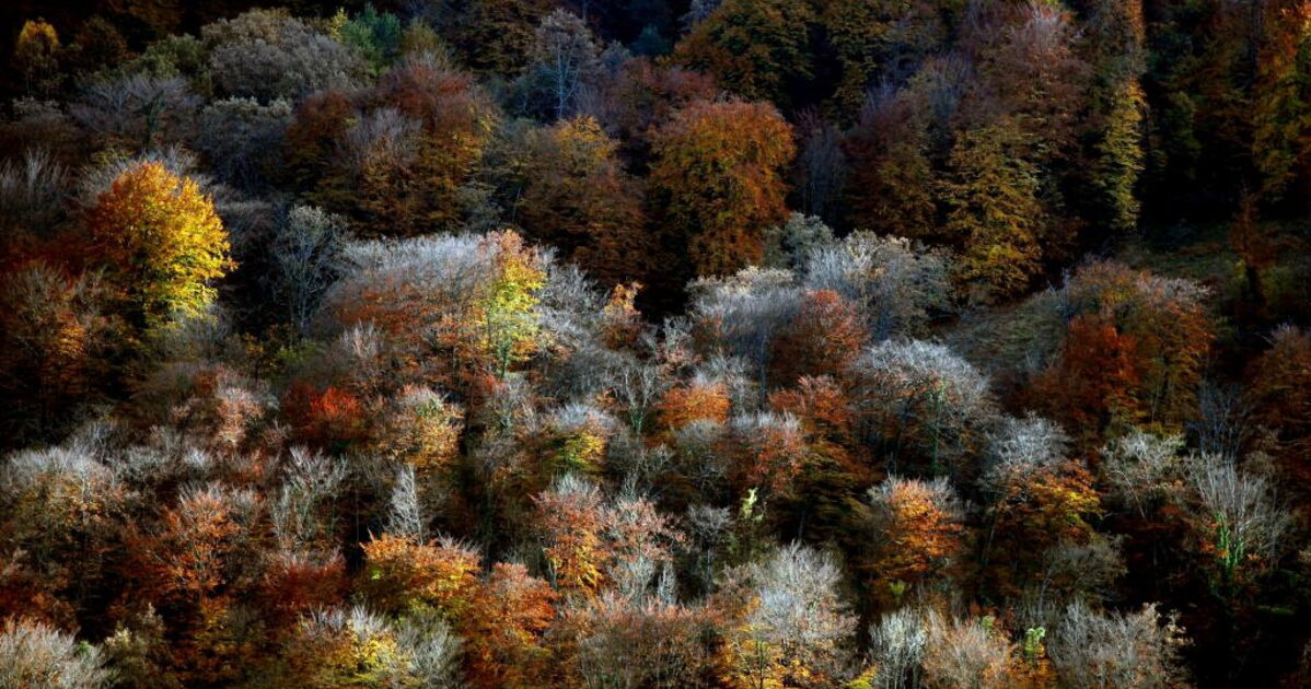 Forêt magique., Vision féerique de l'automne. - Geo.fr