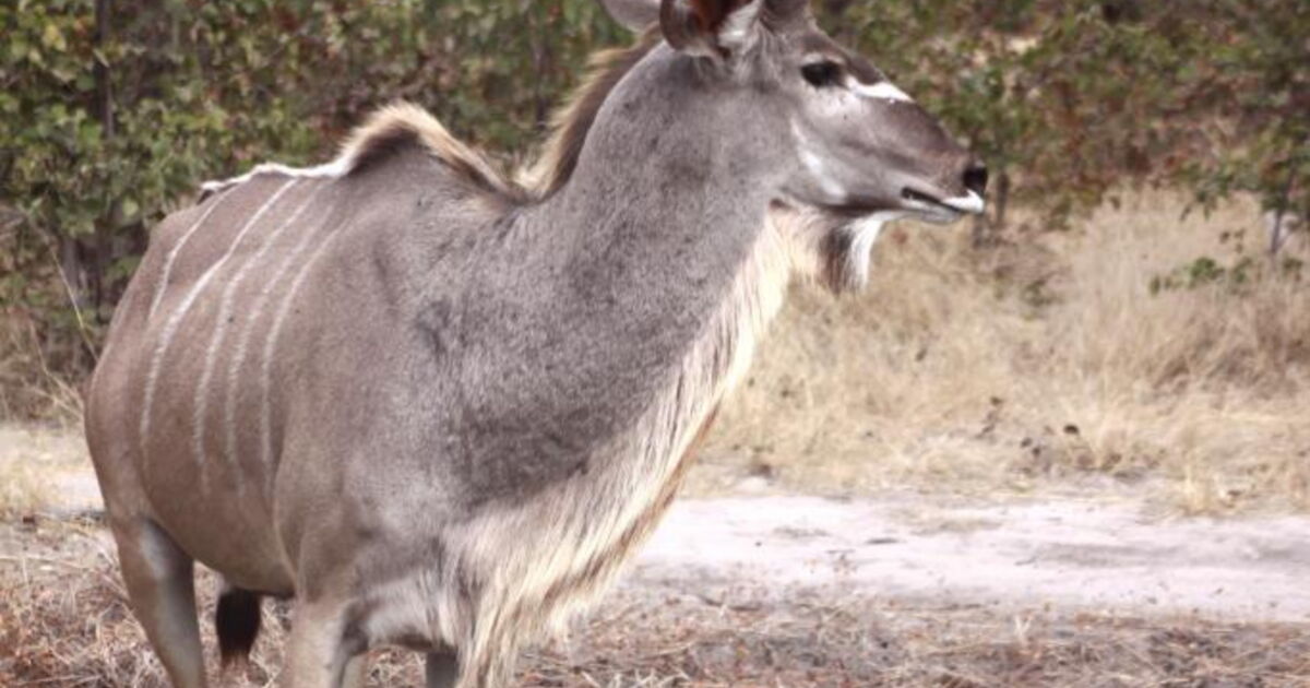 antilope koudou, Le grand koudou peut mesurer 1271 - Geo.fr