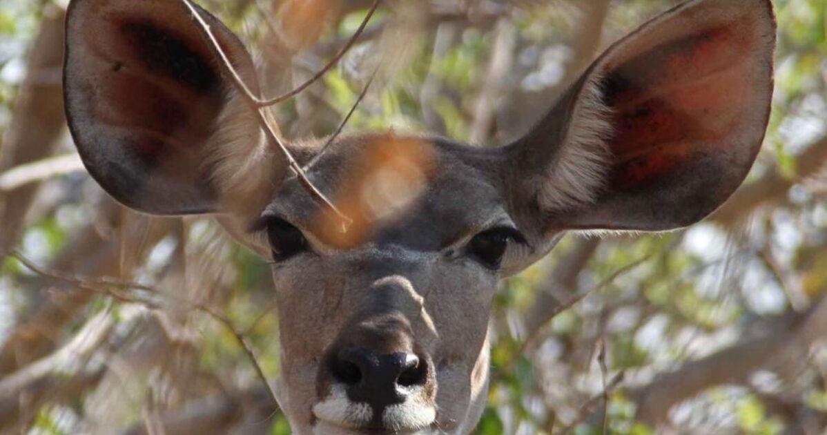 Portrait d'un koudou, - Geo.fr