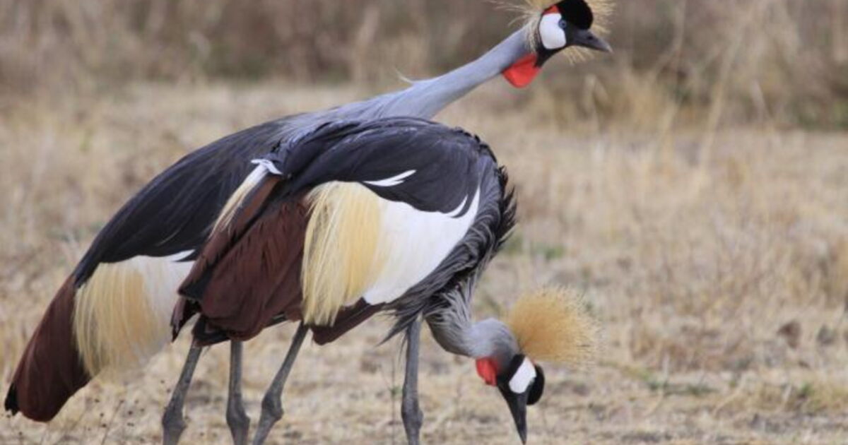 Grues couronnées, - Geo.fr