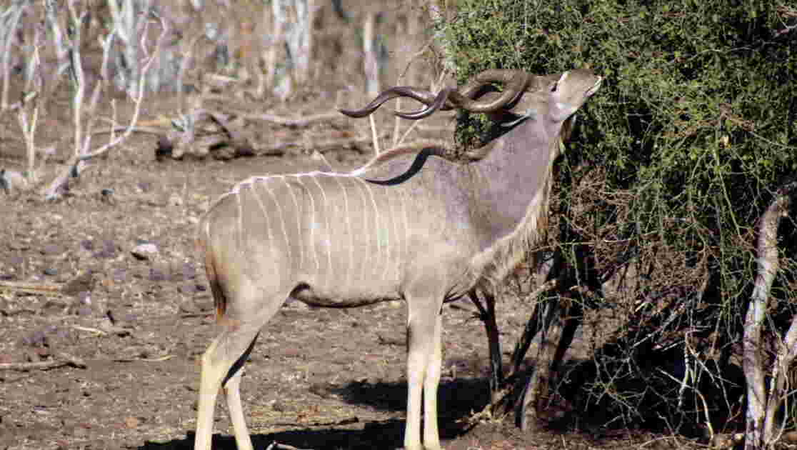 antilope koudou, Le grand koudou peut mesurer 127 cm... - Geo.fr
