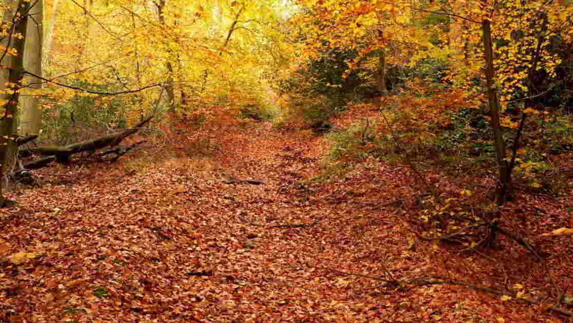 En forêt de Roumare, - Geo.fr