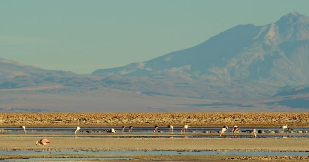 Laguna Chaxa, Une lagune au milieu du Salar d'Ata1 - Geo.fr