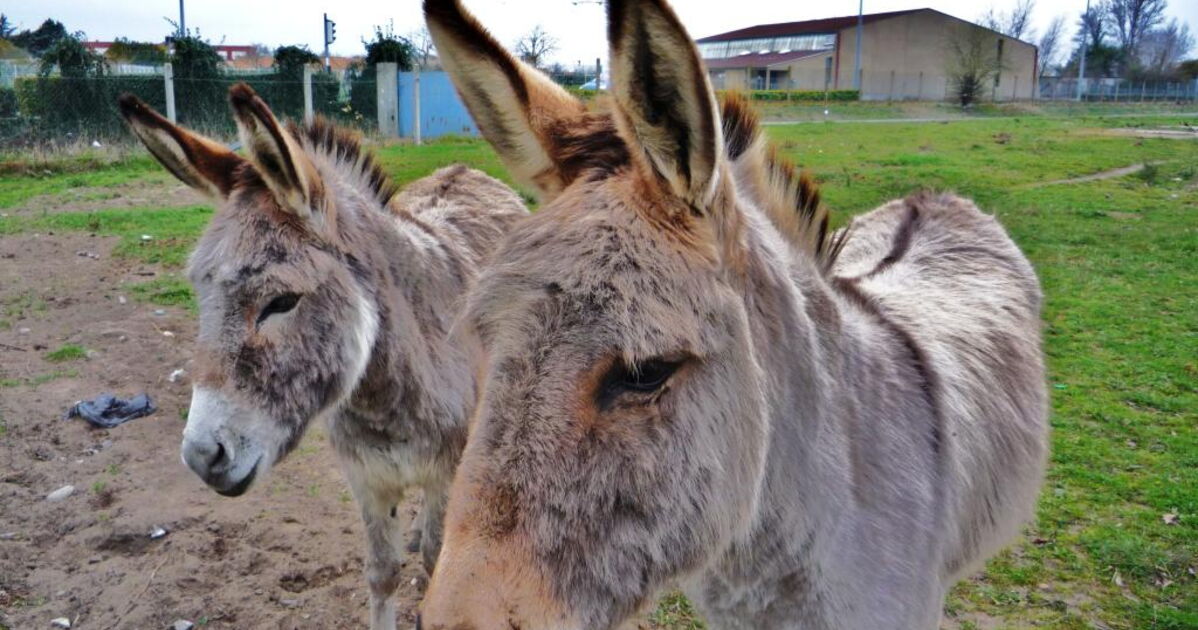 Deux_petits_anes_083.JPG, - Geo.fr