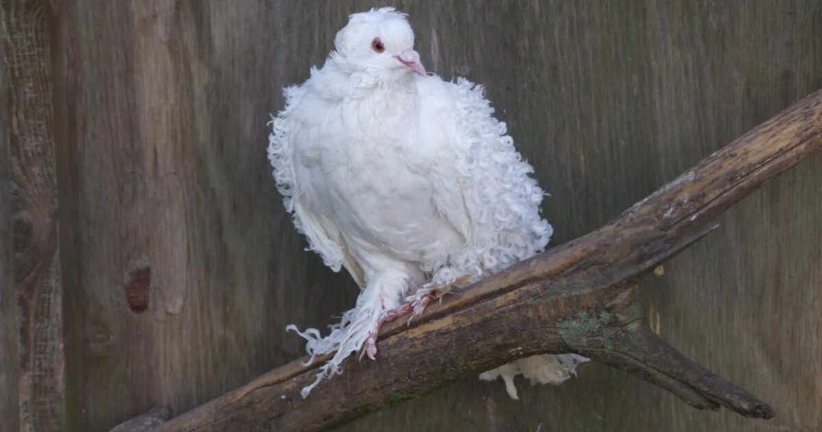 Colombe frisée, - Geo.fr