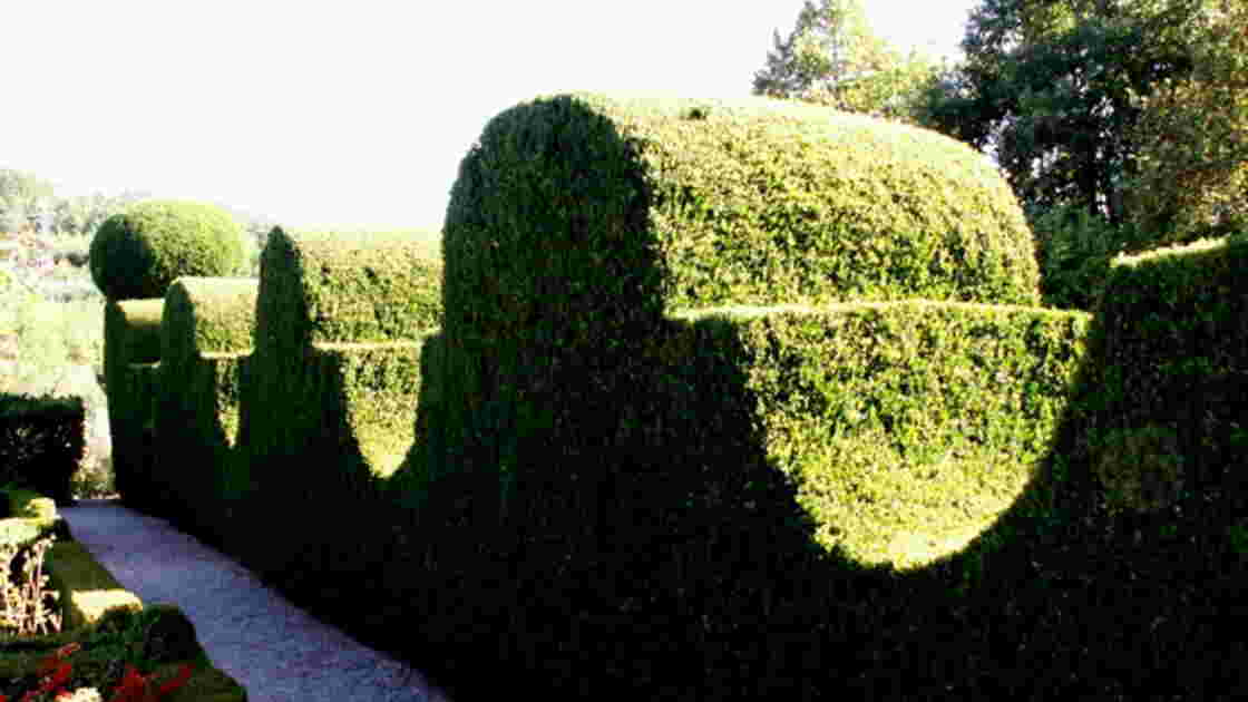 Fleur de buis, - Geo.fr