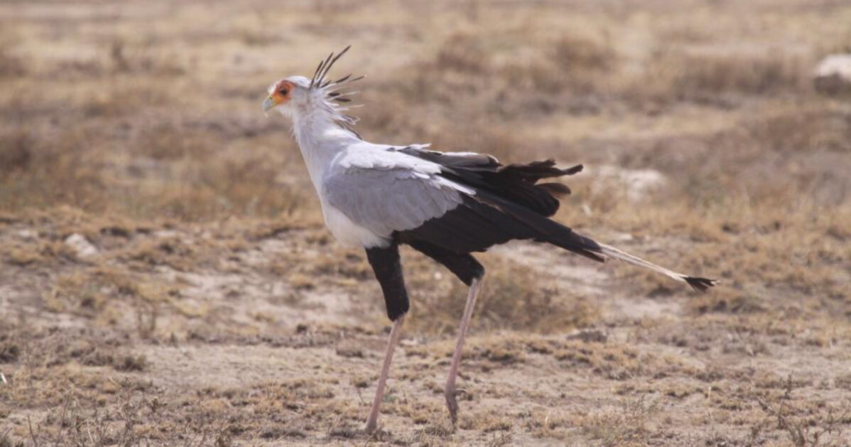 Serpentaire, - Geo.fr