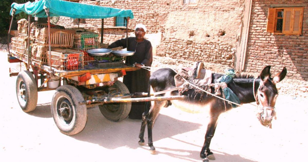 egypte le marché ambulant, - Geo.fr