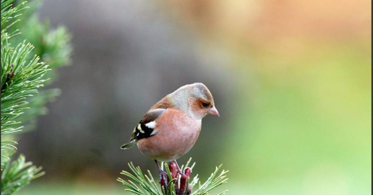 Pinson_pensif...__red_.jpg, - Geo.fr