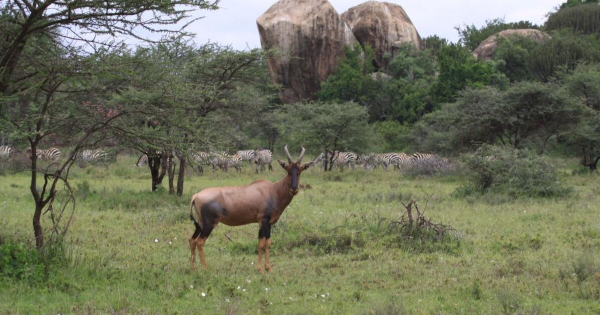 Damalisque (ou Topi), - Geo.fr