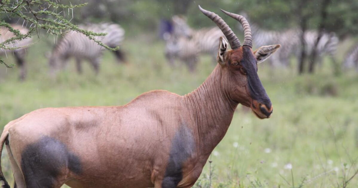 Damalisque, - Geo.fr