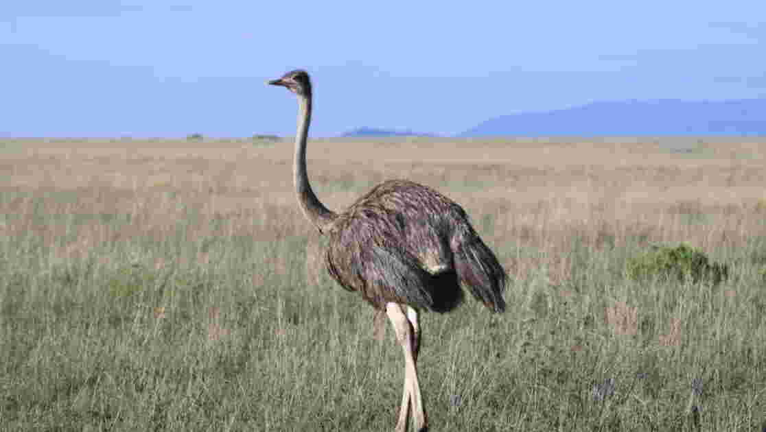 Autruche d'Afrique mâle, Oiseau de grande taille, 1,90... - Geo.fr