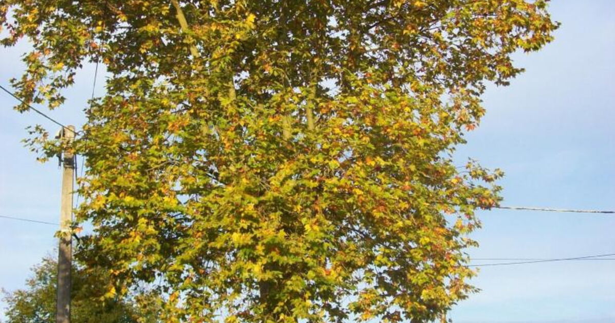 Mon platane en automne, - Geo.fr