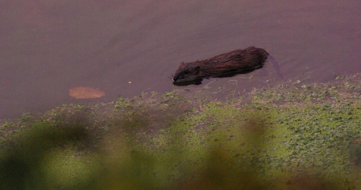 jojo rat musqué.JPG, - Geo.fr