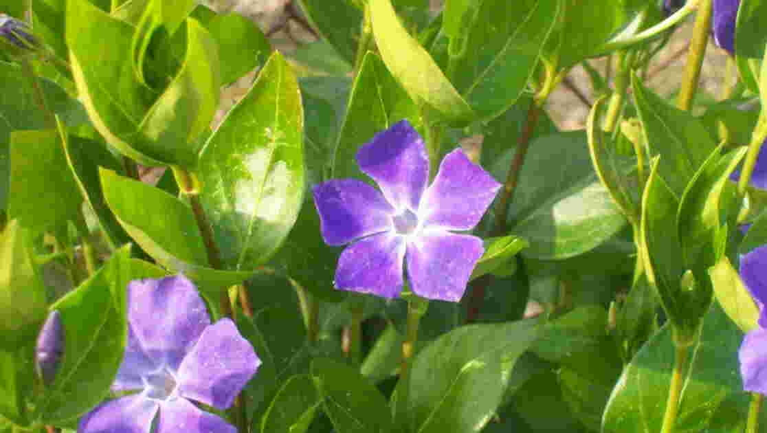pervenche à feuilles bicolores, - Geo.fr