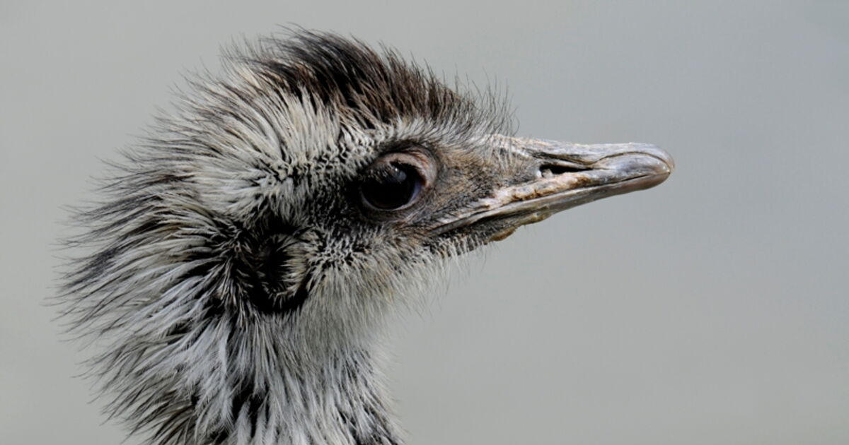 Je_Suis_Emeu.jpg, - Geo.fr