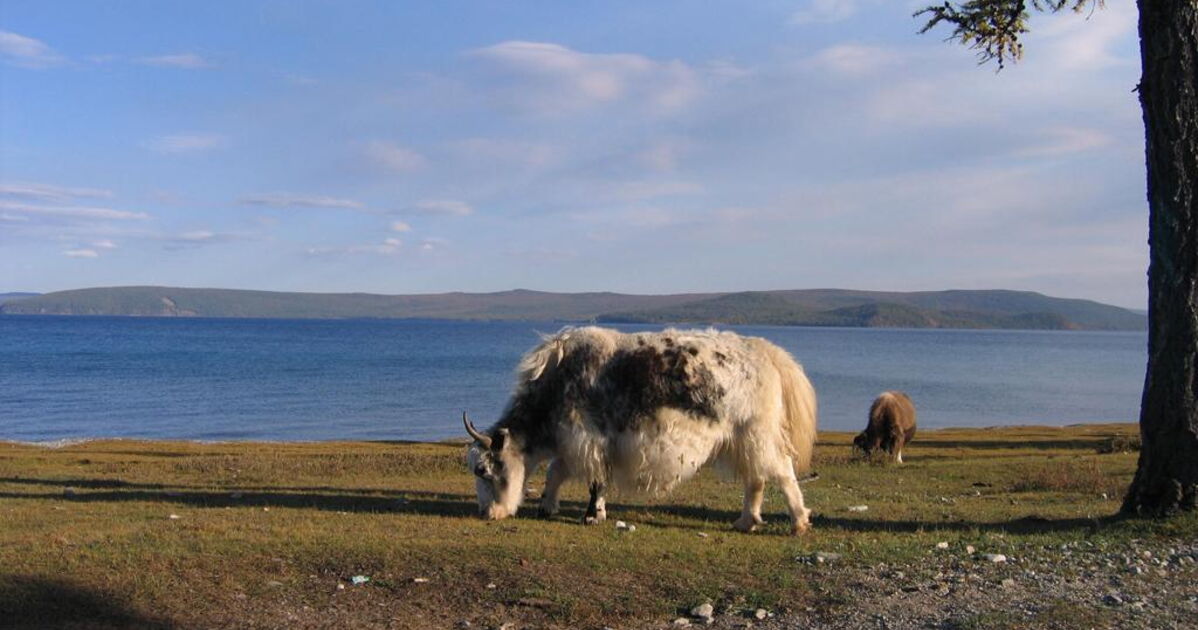 Yack, Ces animaux sont magnifiques. Ils sont pour1 - Geo.fr
