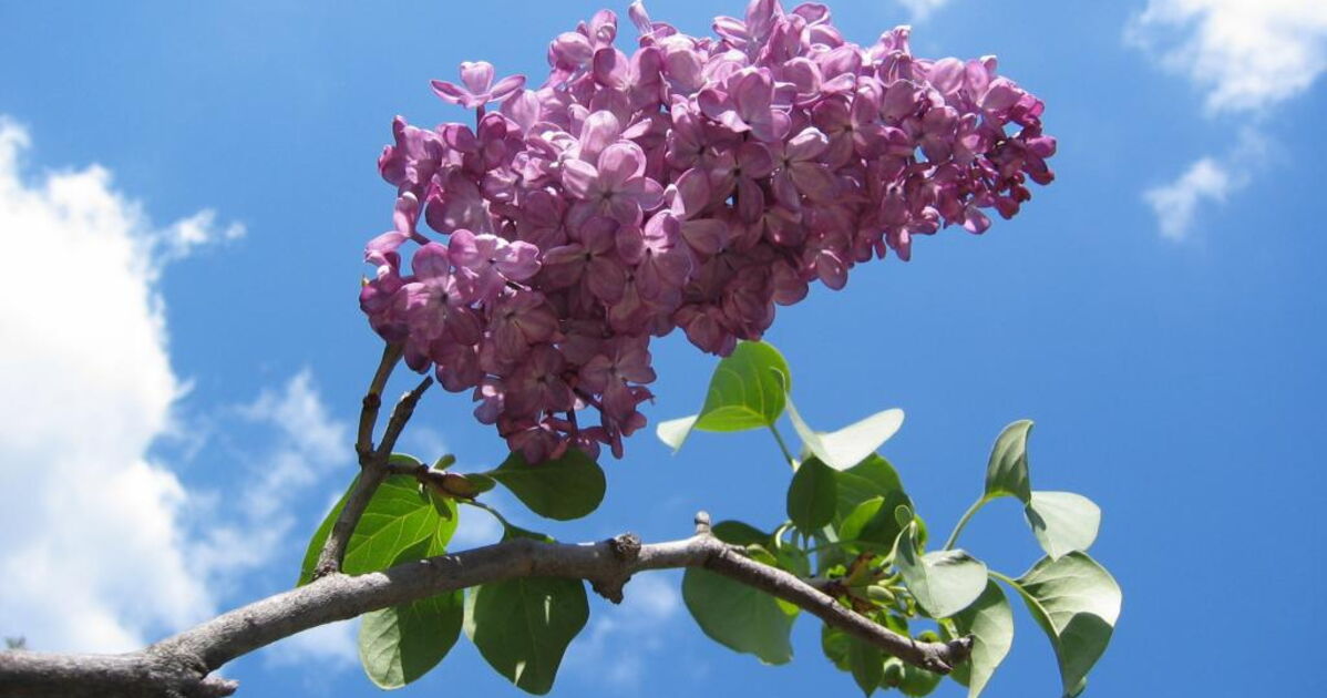 Lilas.jpg, - Geo.fr