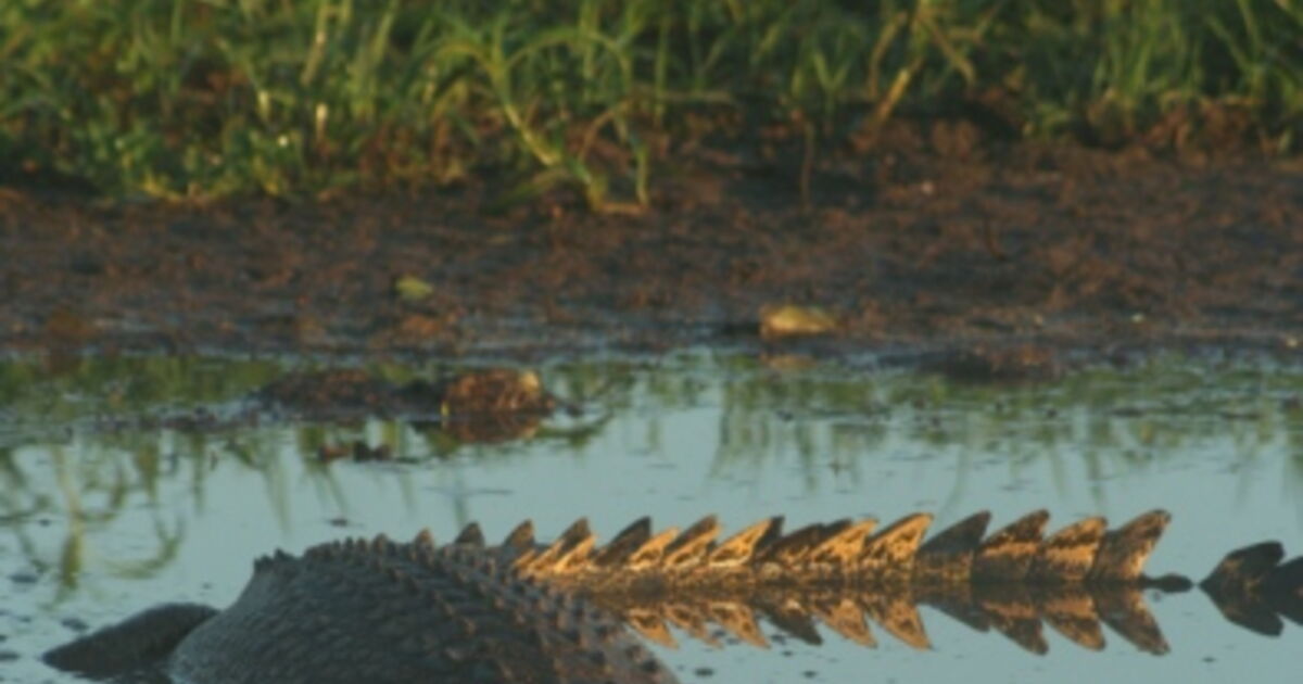 Crocodile à double crête, Immobile, il peut atten1 - Geo.fr