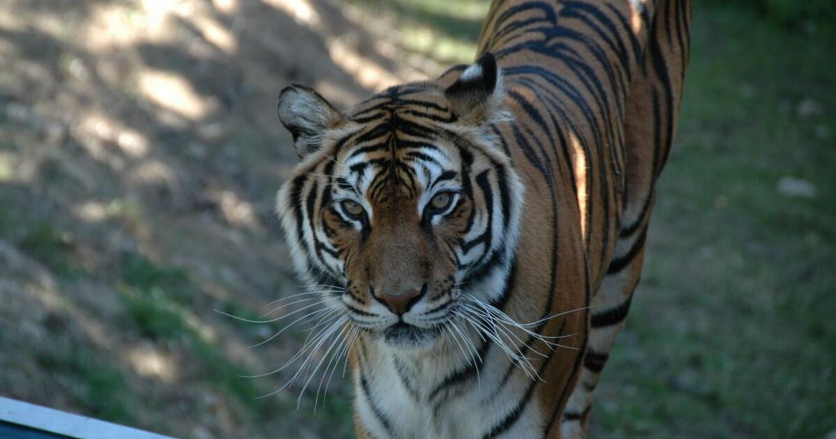 Tigresse, Les 2 tigresses sont en fait sœurs et s'appellent... - Geo.fr