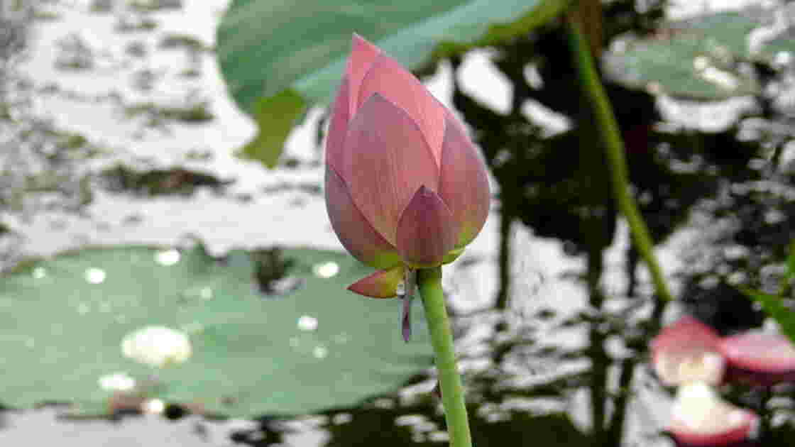 bouton de fleur de lotus, - Geo.fr