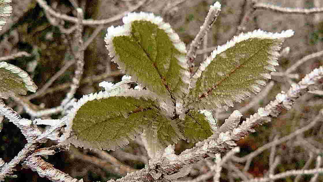 Ronces, Les ronces sont les seules à donner encore... - Geo.fr