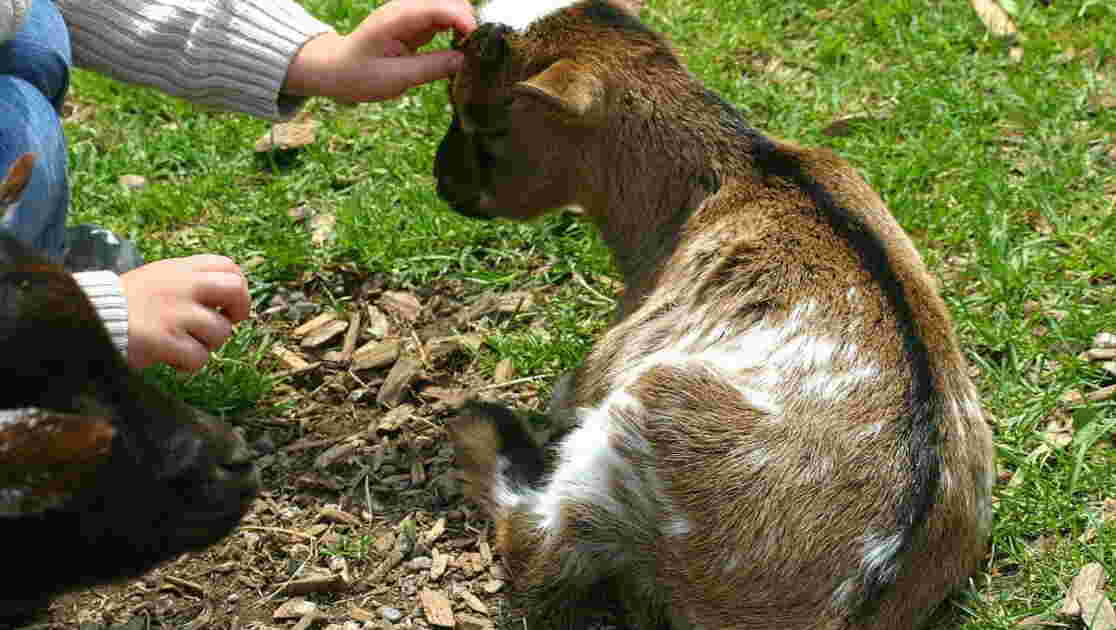 Petite chèvre du Népal, - Geo.fr