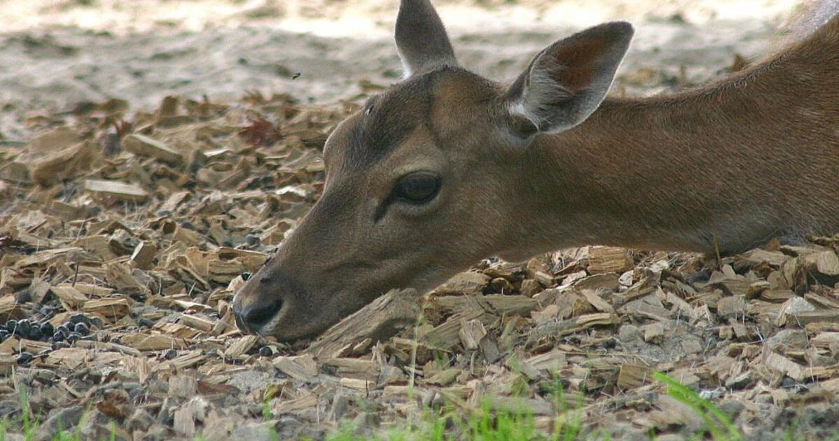 Biche, oh ma biche!, - Geo.fr