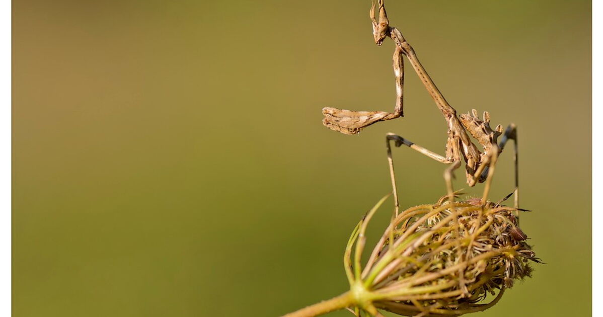 Un petit diablotin, - Geo.fr