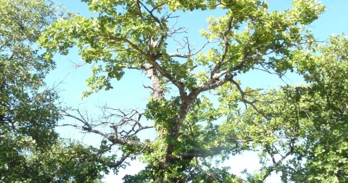 bel arbre vert, cet arbre , chêne vert trône dans1 - Geo.fr