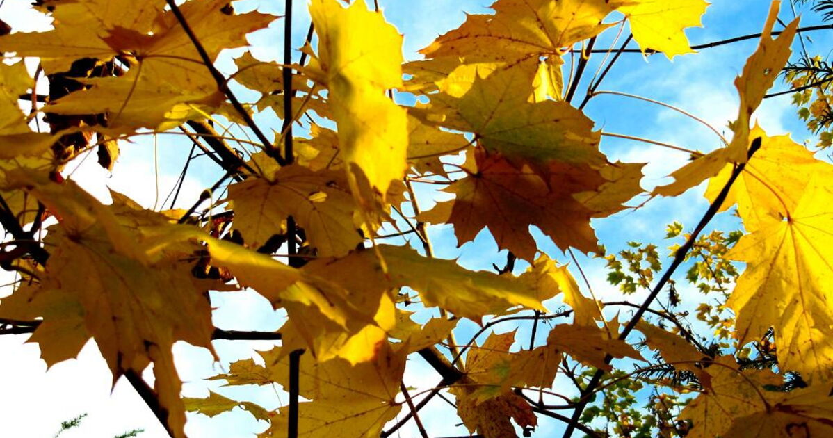 Feuilles jaunes vues de dessous, - Geo.fr