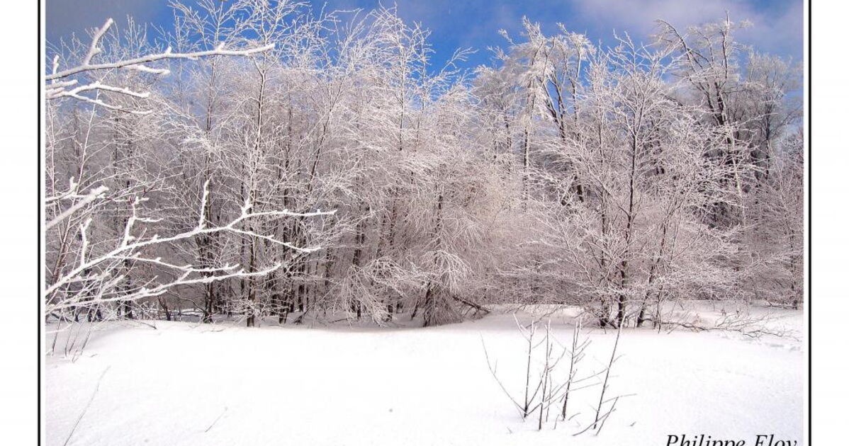 arbre_enneige_2.jpg, - Geo.fr