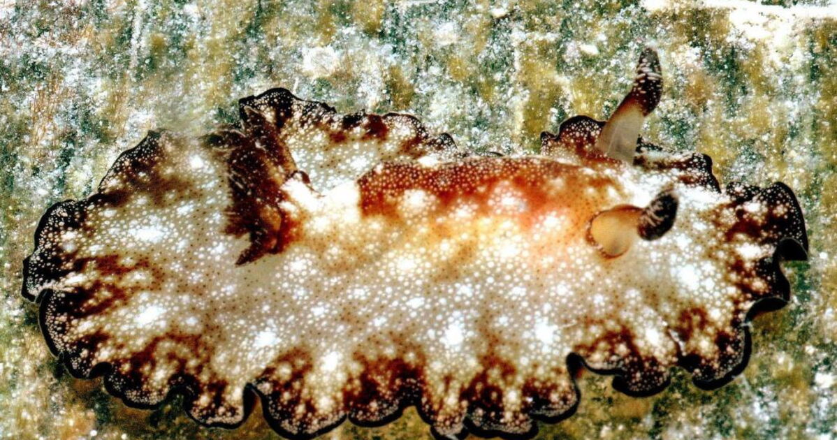 058_DISCODORIS_BOHOLIENSIS.jpg, - Geo.fr