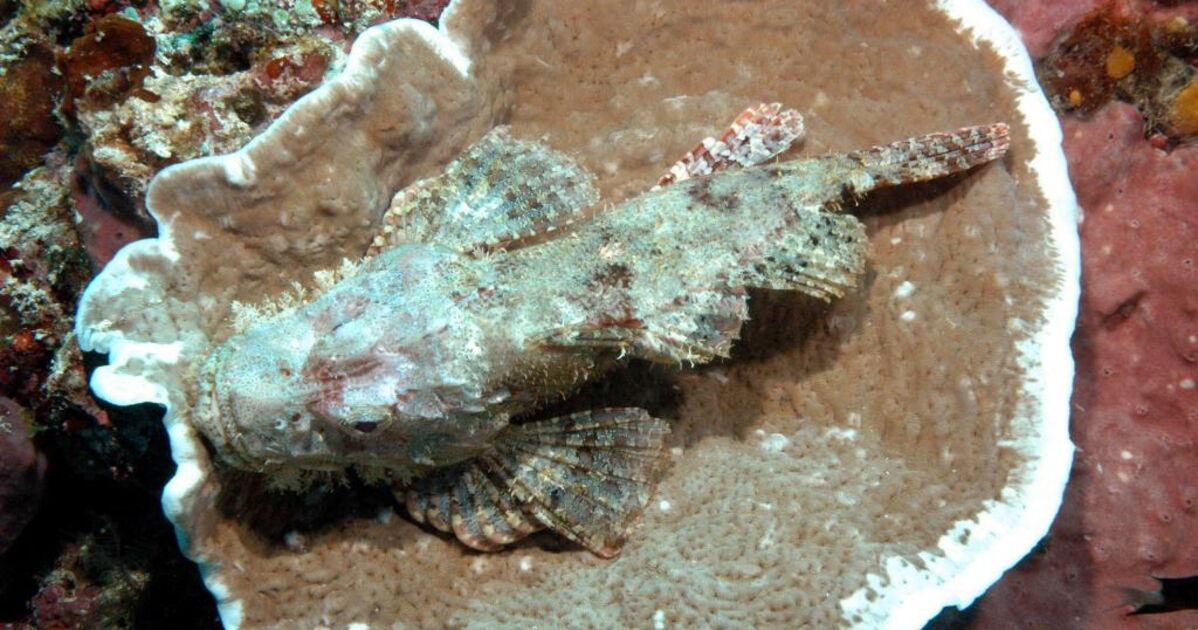 066_POISSON_SCORPION.jpg, - Geo.fr