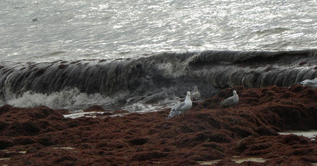 Vague noire_Nov_09_220.jpg, - Geo.fr