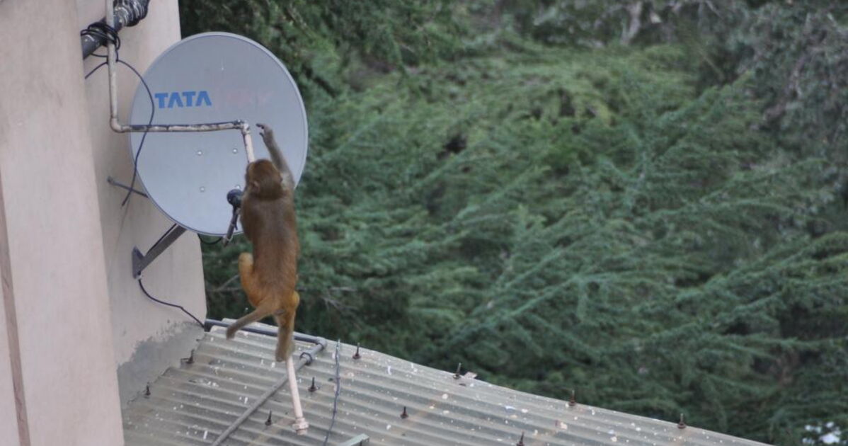 Le_Monkey_Reporter.jpg, - Geo.fr