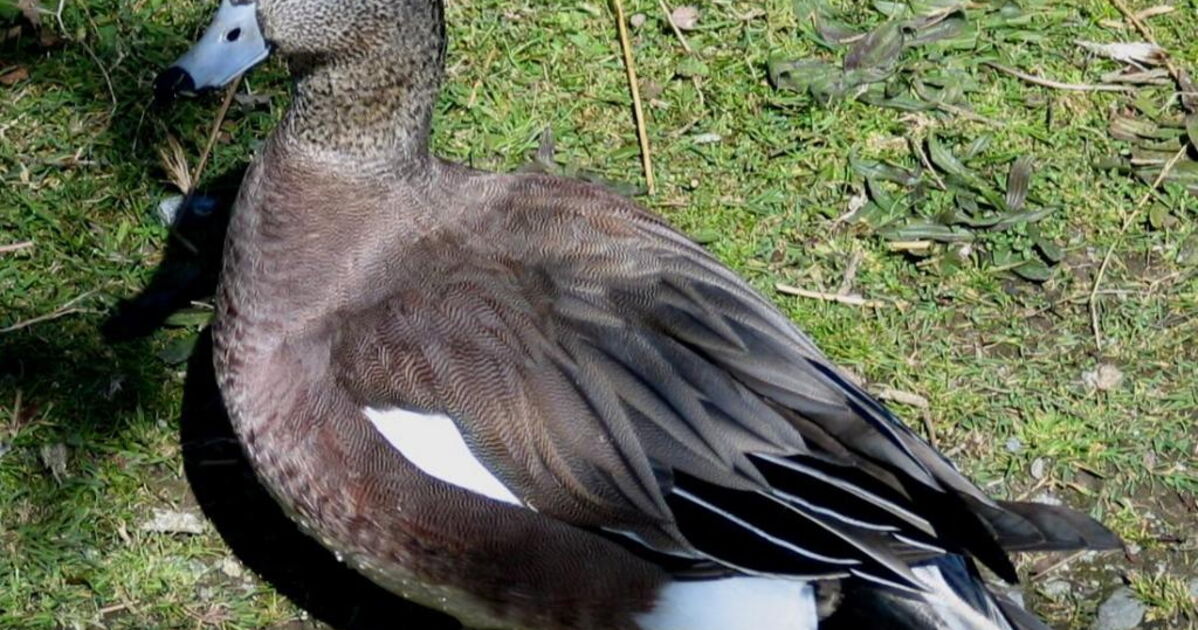 Canard_bec_bleu.jpg, - Geo.fr