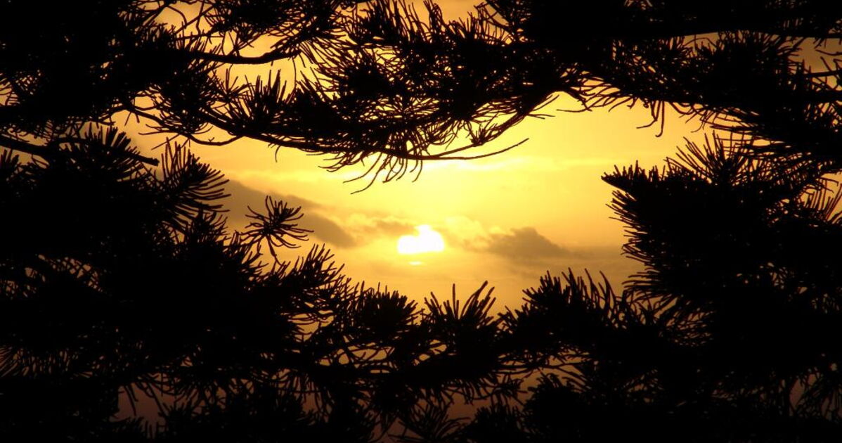 "Les Pins Colonnaires" Noumea.jpg, - Geo.fr