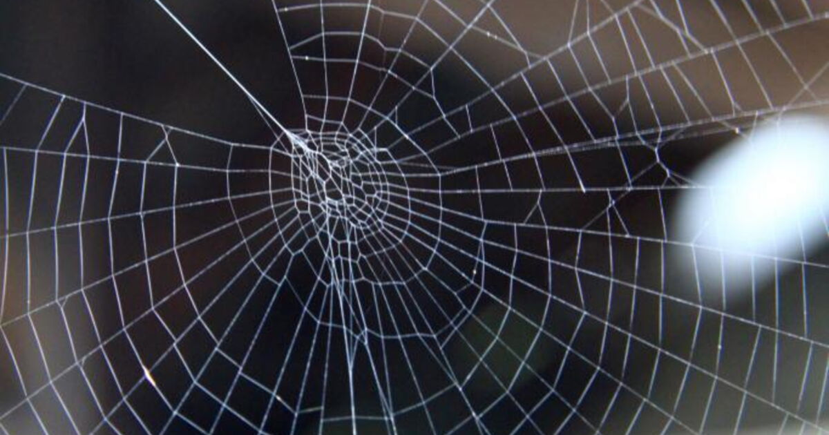 toile d'araignée, - Geo.fr