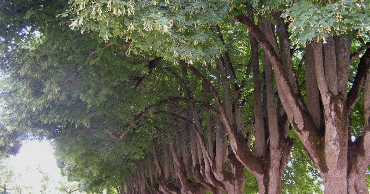 des arbres vénérables et magnifiques., - Geo.fr