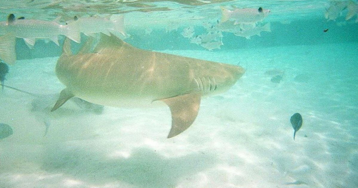 POISSON_005.JPG, requin dans le lagon de Bora Bora - Geo.fr