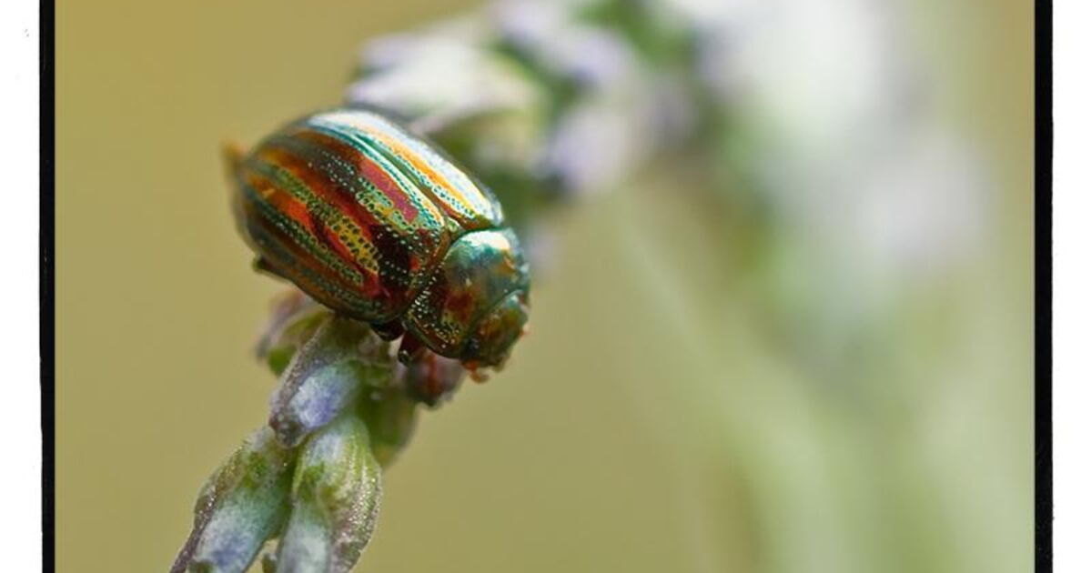 Insecte dans jardin, - Geo.fr