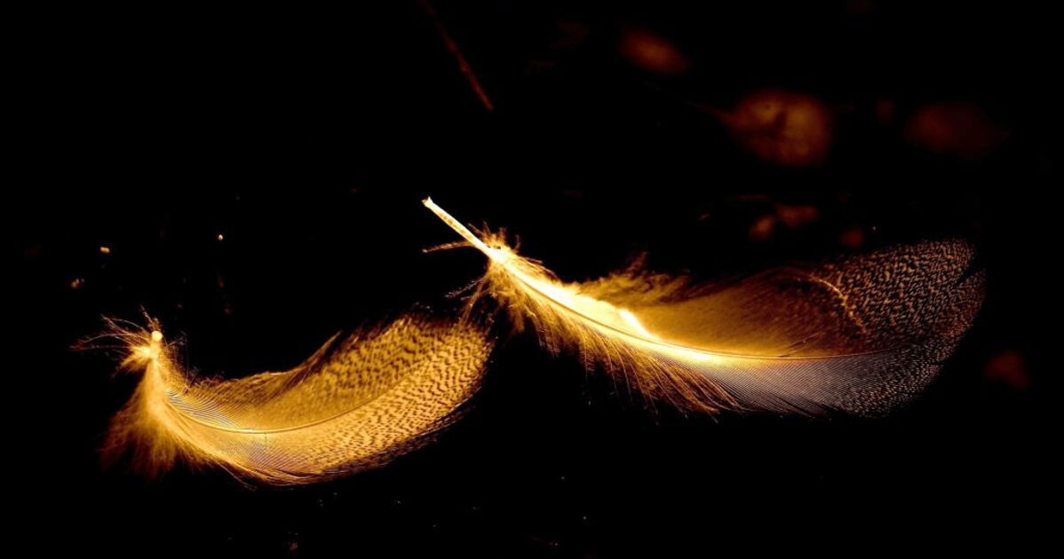 Cette plume avait elle une âme ? ..., Cette plume1 - Geo.fr